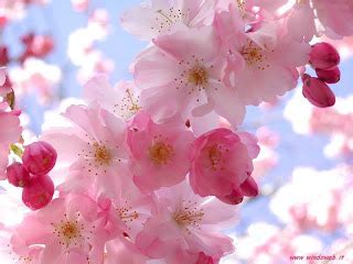 Imagenes De Flores