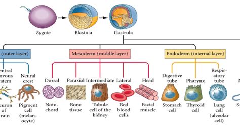 Mad Pre Med Mnemonics The Three Primary Germ Layers