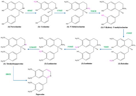 Papaverine A Miraculous Alkaloid From Opium And Its Multimedicinal