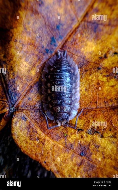 Purple Roly Poly Pill Bug Also Known As A Woodlouse In Natural Habitat