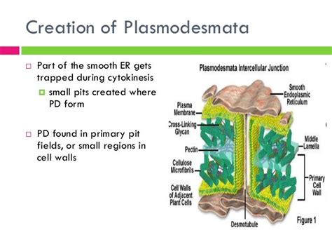 Intercellular Junctions
