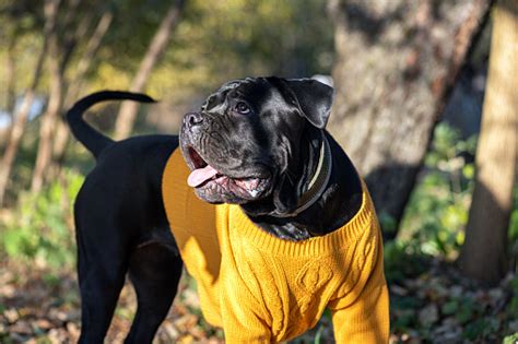 노란 스웨터를 입은 이탈리아 지팡이 코르소 개가 야외에서 가을 정원에 있다 큰 개 품종 뒤뜰의 가을 정원을 걷고 있는 흑인 젊은 재미있는 지팡이 코르소 가을에 대한 스톡
