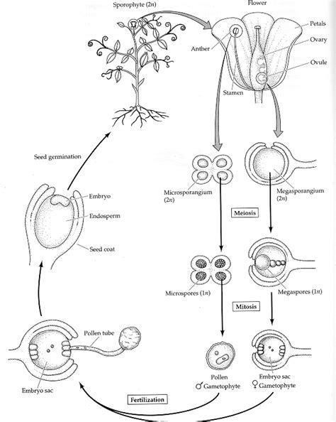 Chapter 12a Plant Development