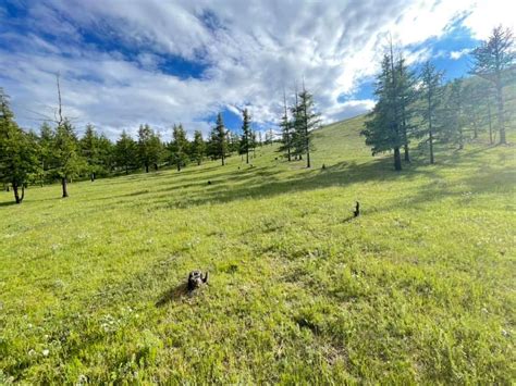 Зуслангийн газар хашаа байшин газар авна зарна