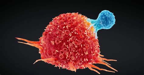 The Case Of The Incredibly Long Lived Mouse Cells Health Briefly