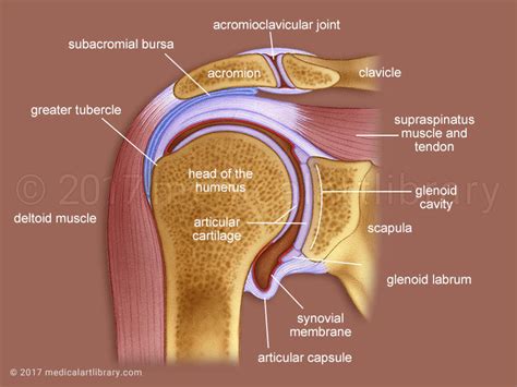 Shoulder Joint Cross Section Medical Art Library
