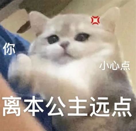 猫猫表情包 高清图片，堆糖，美图壁纸兴趣社区