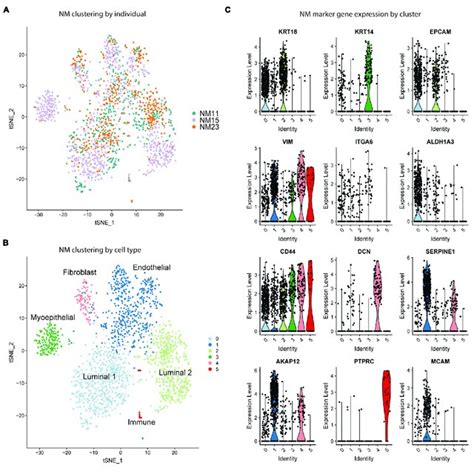 Unbiased Clustering And Cell Type Identification Of Nm Cells A Download Scientific Diagram