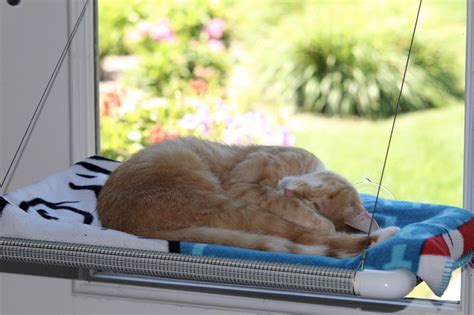 Pictures Kitty Cot Original™