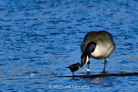 Michael Taccetta Mike Taccetta • Instagram Photos And Videos