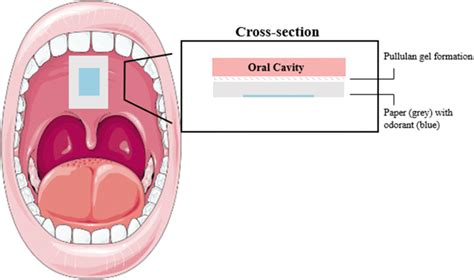 Schematic Depiction Of The Odor Stimuli Download Scientific Diagram
