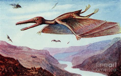 Pterodactyl Art