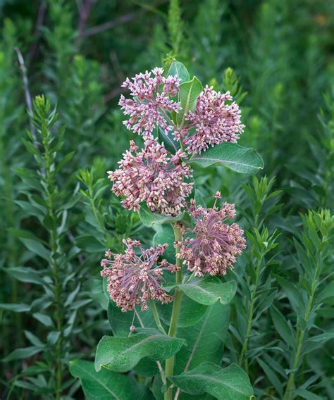 How To Grow Milkweed For Bright Blooms Year After Year Homes And Gardens