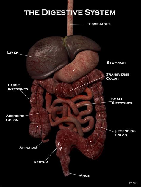 Real Pictures Of The Digestive System Ew Now I Can See Exactly What