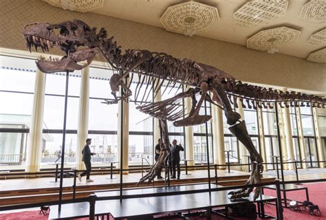 T Rex Fossil Sells For More Than 5m At Zurich Auction Pbs News