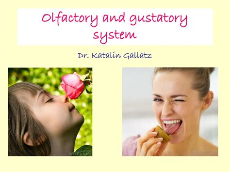 Ppt Olfactory And Gustatory System In Human Perception Powerpoint