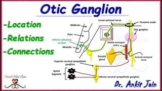 TEMPORAL AND INFRATEMPORAL REGIONS Pptx TEMPORAL AND INFRATEMPORAL REGIONS Pptx