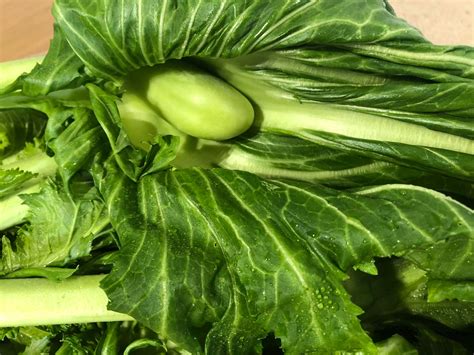 雲仙こぶ高菜長崎県伝統野菜 一社 日本野菜テロワール協会