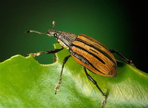 200 Free Weevils And Beetle Images Pixabay