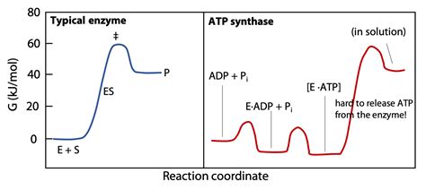 Atp Synthase Bioc 2580 Introduction To Biochemistry