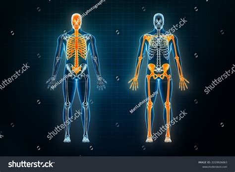 Appendicular Skeleton Arm