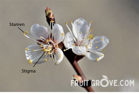 All About Apricot Tree Pollination One Tree Or Two The Fruit Grove