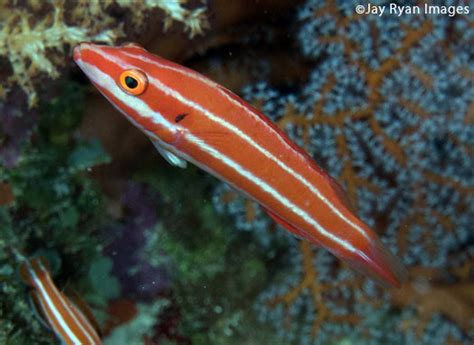 Bodianus Neopercularis Marshall Islands