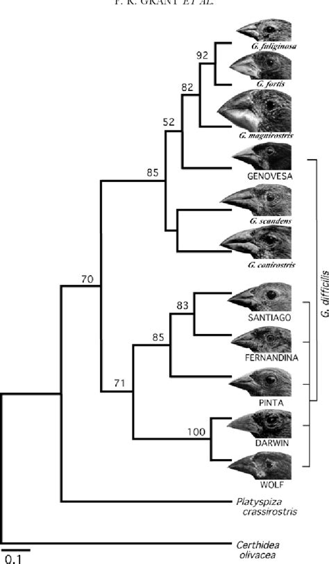 Allopatric Speciation Finches