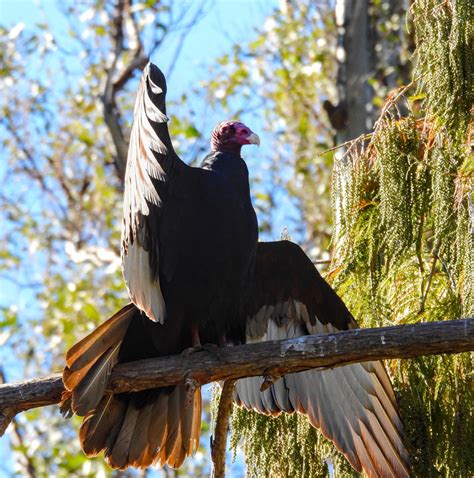 A Dinosaur A Day Turkey Vulture Cathartes Aura 1292024 San Diego