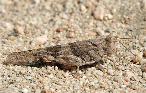 Desert Grasshopper Trimerotropis Pallidipennis Bugguidenet