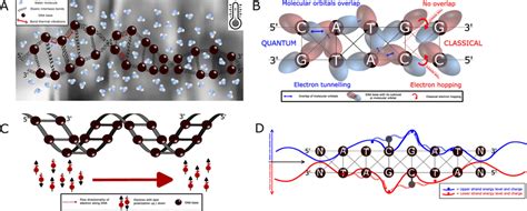 A Schematic Visualization Dna As Harmonic Oscillator In A Cell Far