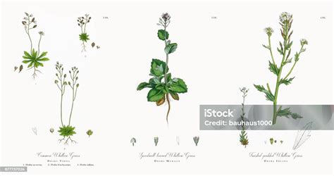 Common Whitlow Grass Draba Verna Victorian Botanical Illustration 1863