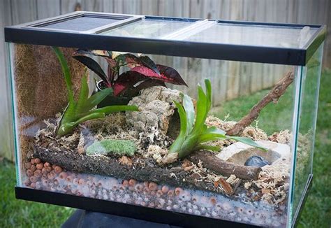 A Typical Ten Gallon Vivarium Custom Built By Carolina Dart Frogs It
