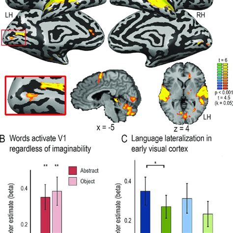 Left Primary Visual Cortex Spoken Language Activation Is Found For Download Scientific Diagram