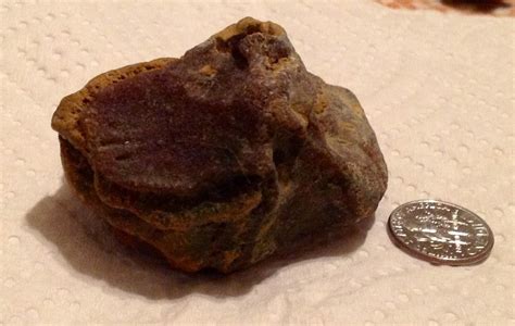 Does Anyone Know What These Might Be Fossil ID The Fossil Forum