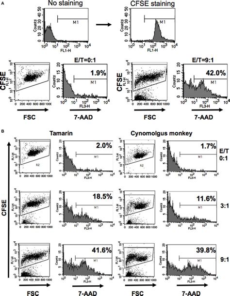 Cytotoxicity Assay By Cfse And 7 Aad Staining A Cfse Stained K562 Download Scientific