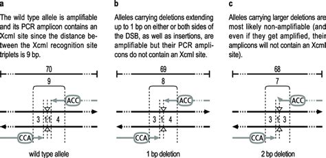 Schematic Representation Of Pim Rflp The Template Black Arrows Is Download Scientific