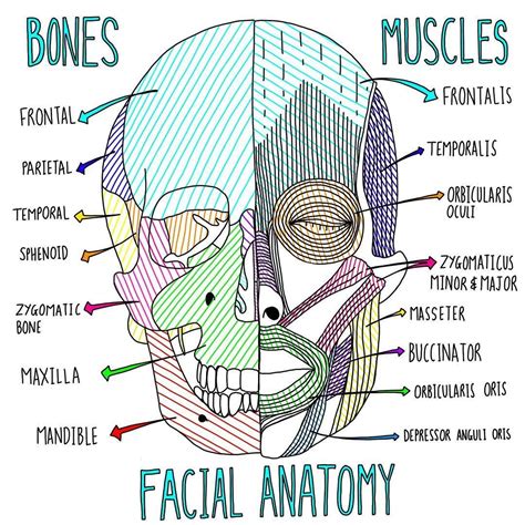Facial Muscles Anatomy Massage Therapy Artofit