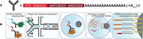 Cite Seq Single Cell Rna Sequencing Surface Protein Analysis