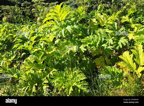 Hogweed Cow Parsnip Heracleum Sphodylium One Of Our Favourite Wild Foods With Three Edible