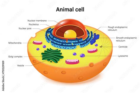 Animal Cell Structure With Organelles Anatomy Of Animal Cell Cross