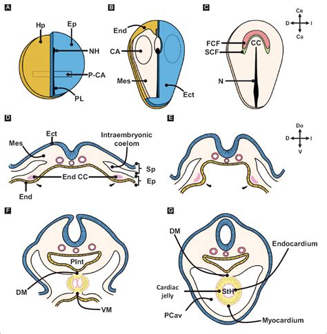 Blastula Humana
