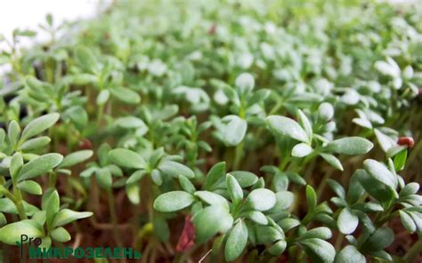 Как выращивать микрозелень кресс-салата в домашних условиях без земли ...