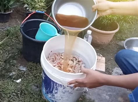 Cara Membuat Pupuk Organik Cair Fosfor Kampustani Com