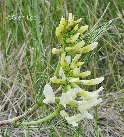 Astragalus Pectinatus Photos Saskatchewan Wildflowers
