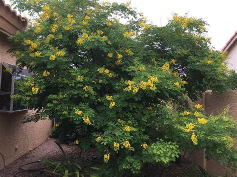 Mexican Bird Of Paradise 100 Seeds Caesalpinia Mexicana Randb Floridaseeds