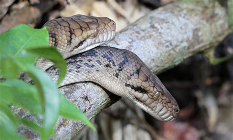 Pair Of Giant Snakes Having Sex Fall Through Aussie Couples Ceiling