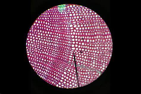 Phloem Vs Xylem Difference And Comparison Diffen