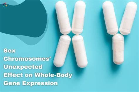 Exploring Sex Chromosomes And Gene Expression The Lifesciences