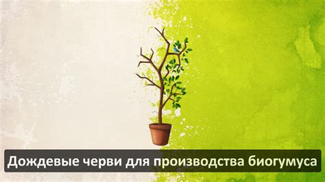 Дождевые черви для производства биогумуса - Диптера